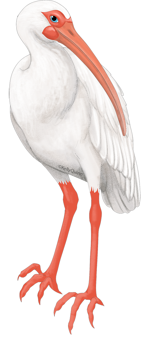 American white ibis